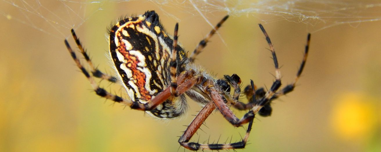 A Few Poisonous Spiders in Maine