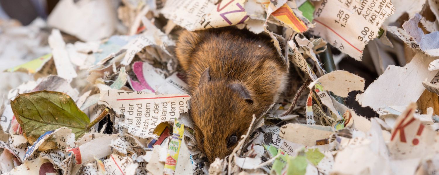 Different Types of Mice in Maine