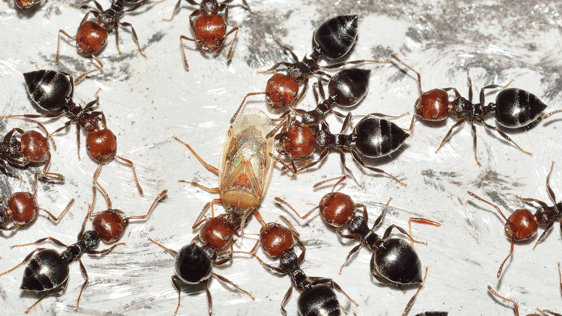 Effective Ant Control: Tips and Tricks - Green Shield Pest Control