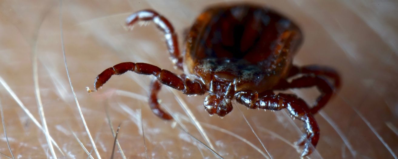 Tick-Borne Diseases: Protecting Your Family - Green Shield Pest Control