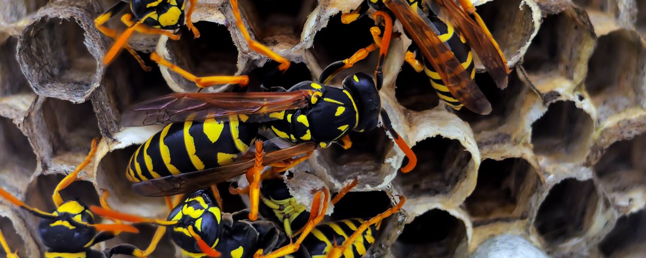 Dealing with Wasps: Safety and Wasp Pest Control