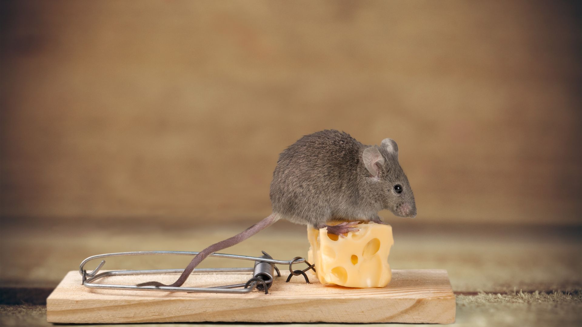 Brown Mice in Homes: Identify & Prevent Infestations