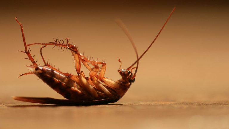 Cockroach Myths vs. Facts: What You Need to Know - Green Shield Pest ...
