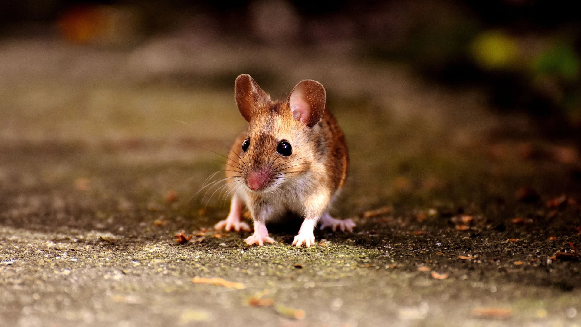 Mice in the Attic: Steps to Get Rid of Them - Green Shield Pest Control