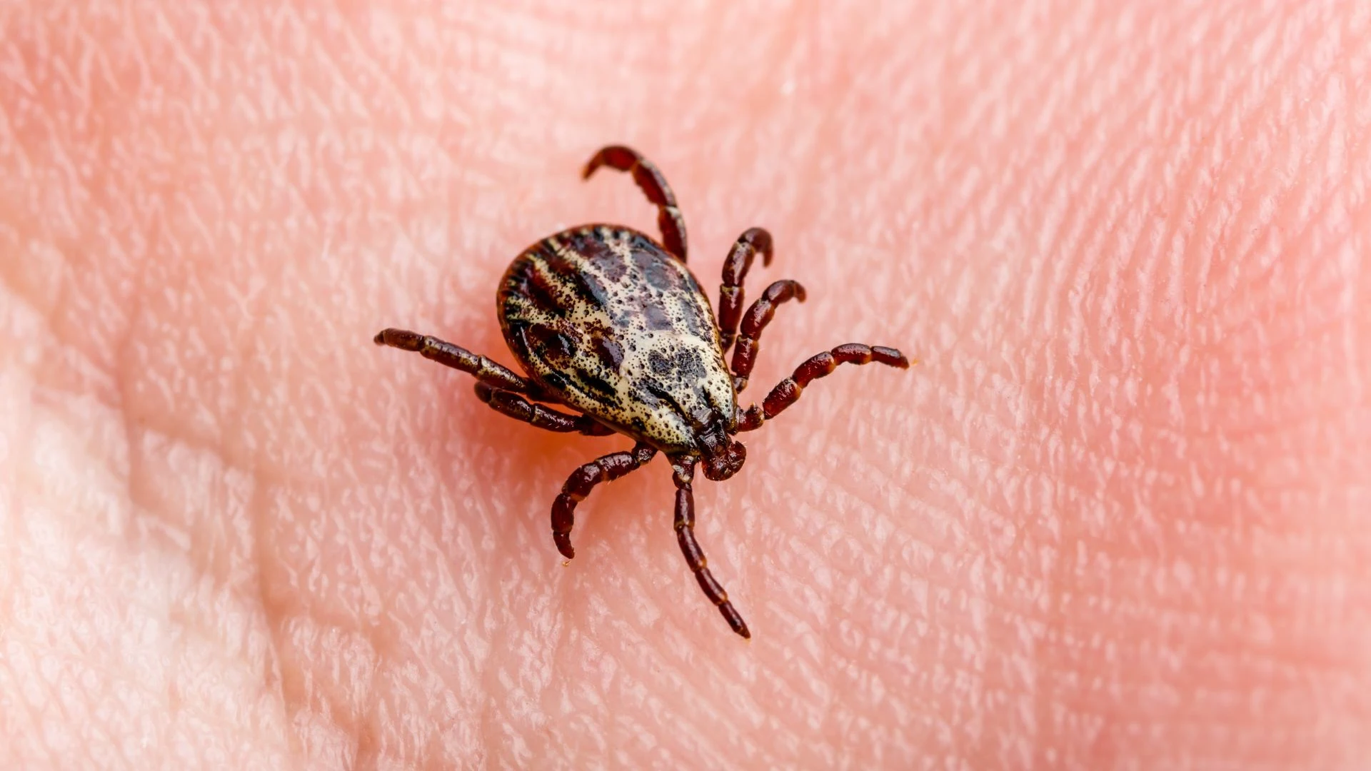 Ticks in Your Yard? Keep Them at Bay - Green Shield Pest Control