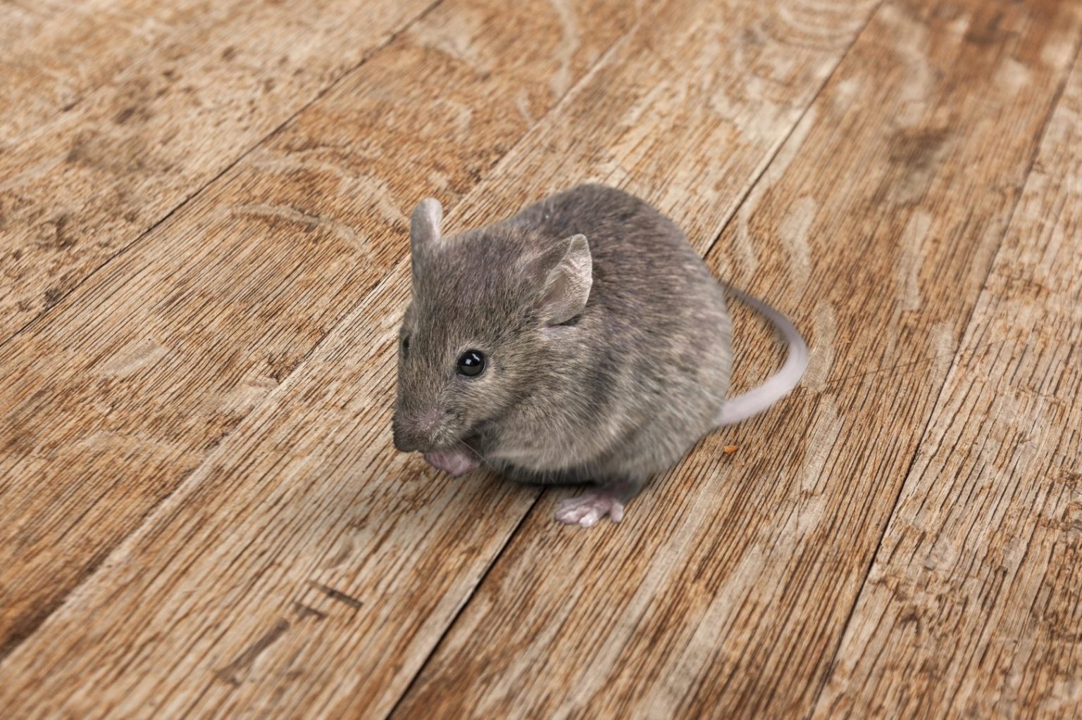 How Long Do Mice Live? | Green Shield Pest Solutions