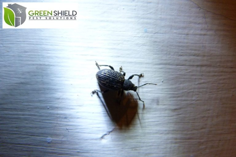 What Are Those Small Black Bugs in Your House?
