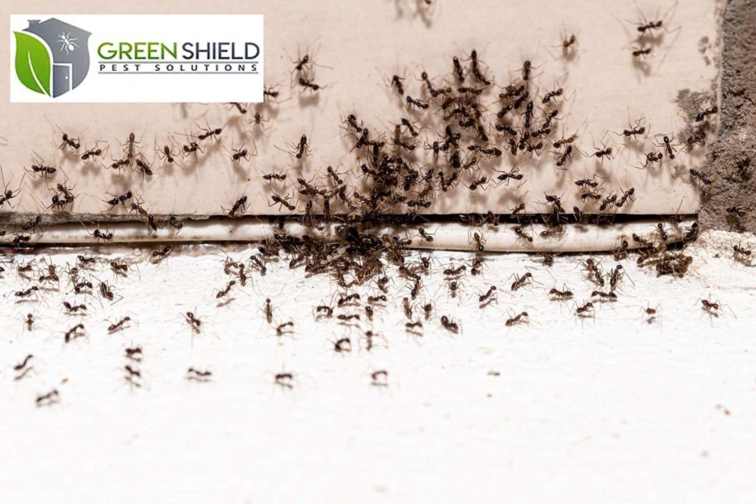 How to Keep Pests Out Before They Move In