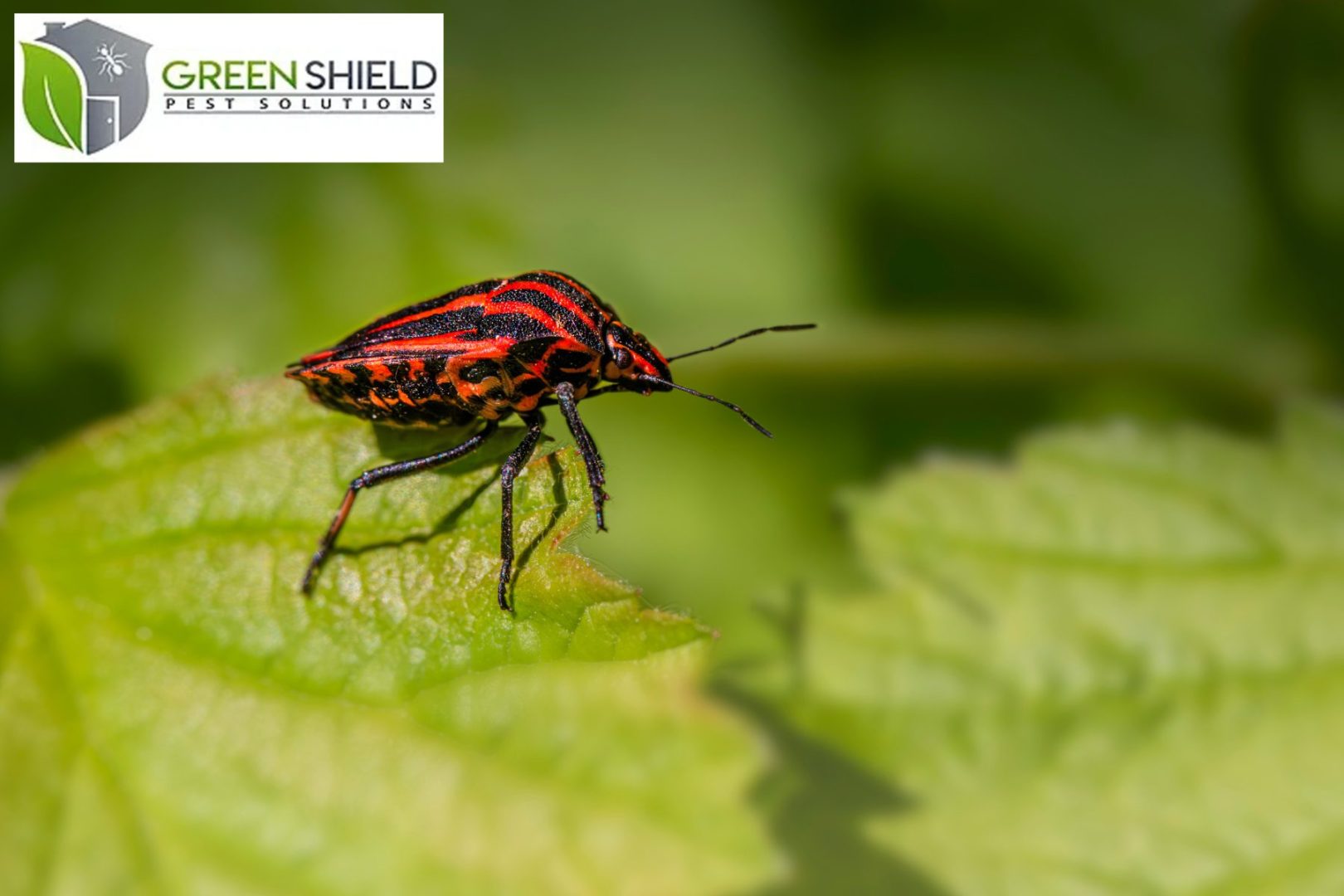 Pest Infestation Lifecycle & How Control Stops It