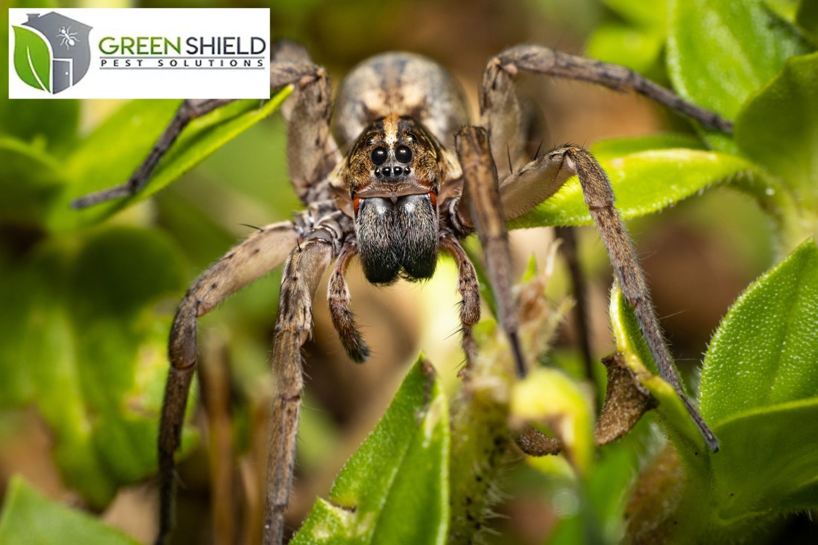 Spiders That Resemble the Brown Recluse: Key Differences