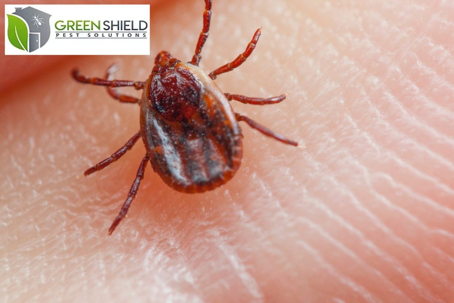 Small Yard, Big Problem: Tick Control in Gorham, ME