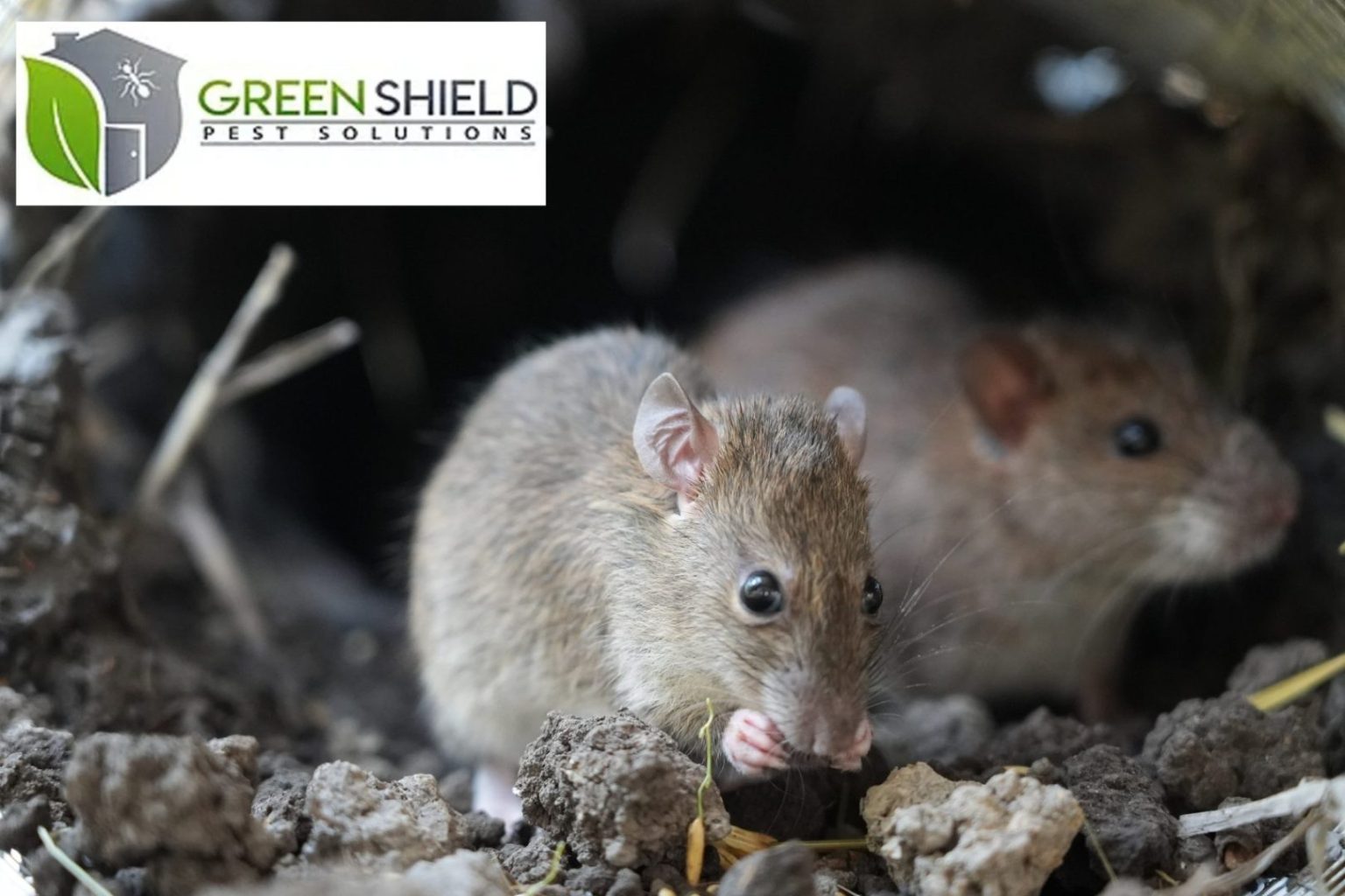 Traps vs Bait Stations for Rat Control in Auburn, Maine