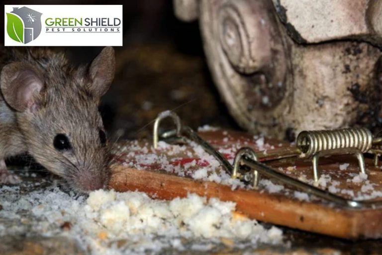 Health Risks of Rodent Infestations in Arundel, ME