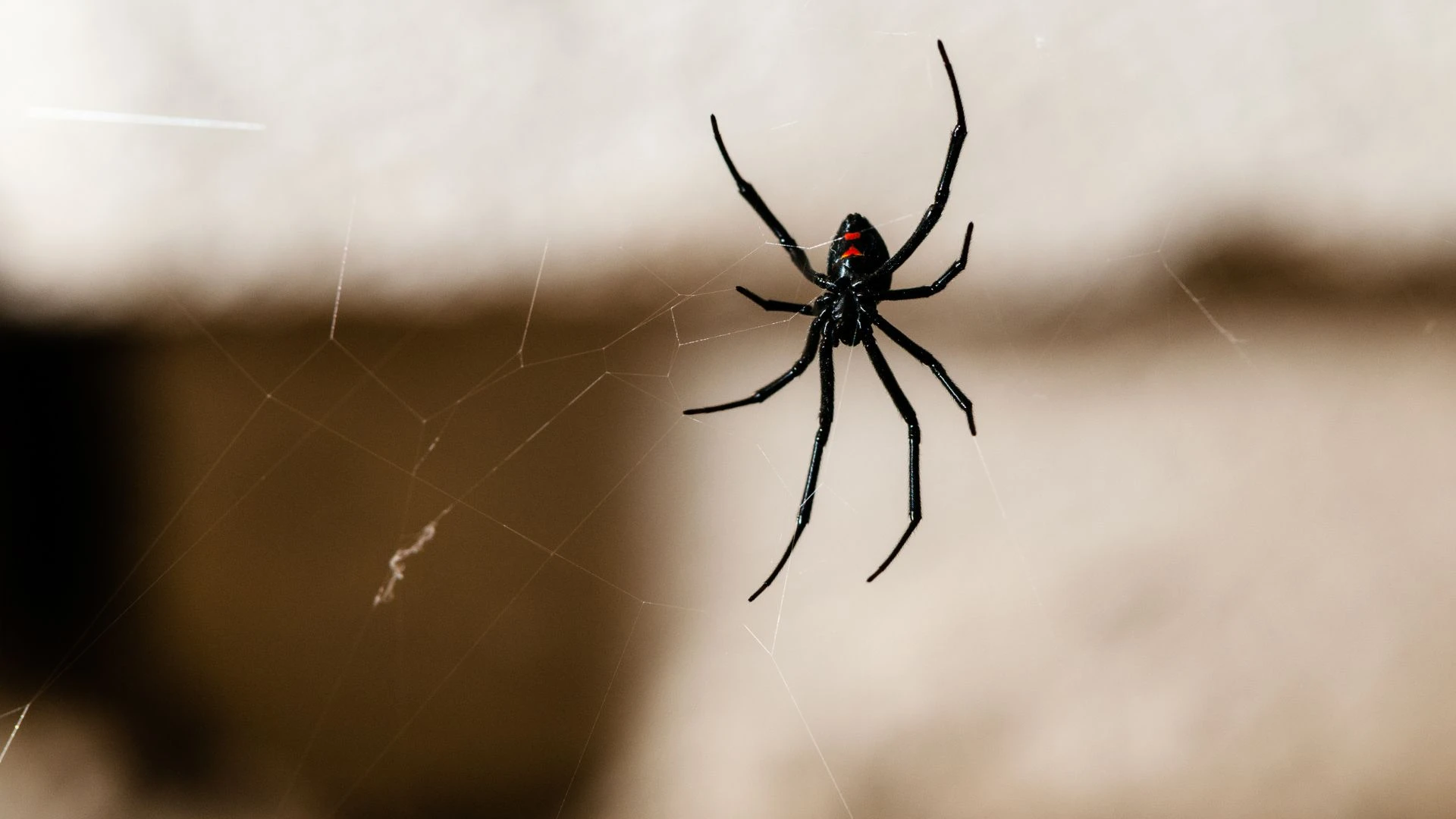 Professional Pest Control vs. Store-Bought Sprays